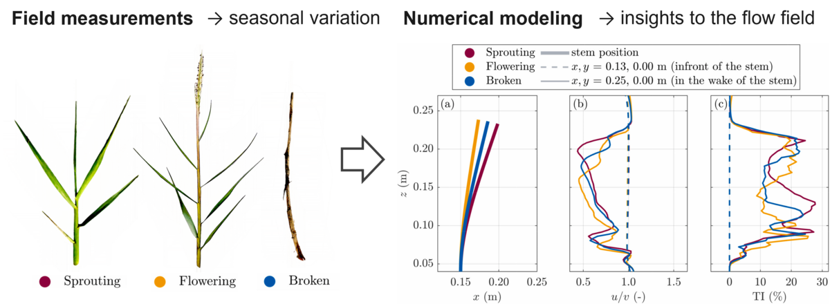 New publication on numerical modeling of flexible salt marsh vegetation