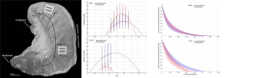 New publication on stomach mechanics