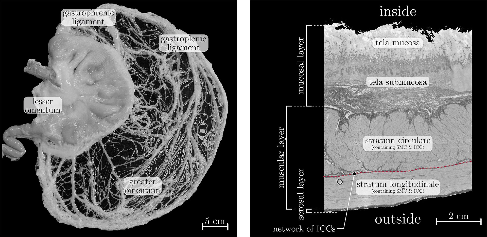 New publication on stomach mechanics