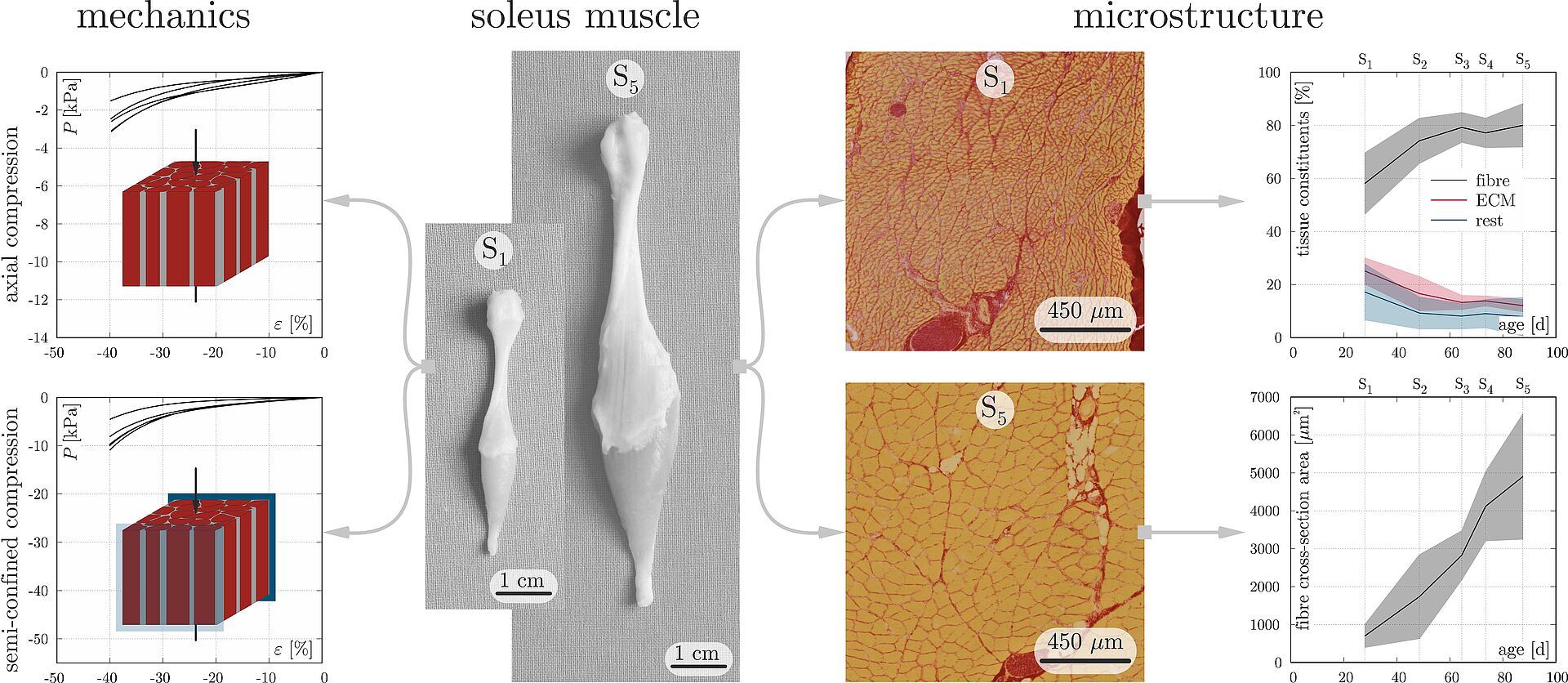 Muscle Growth THE NEW SCIENCE TO SUPERSIZE YOUR MUSCLE | Men's Health